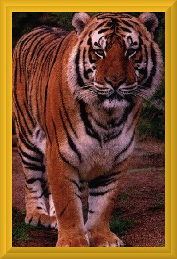 SAM HOUSTON HIGH SCHOOL TIGERS